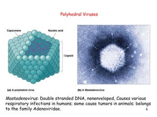 Chapter 13 viruse | PPT