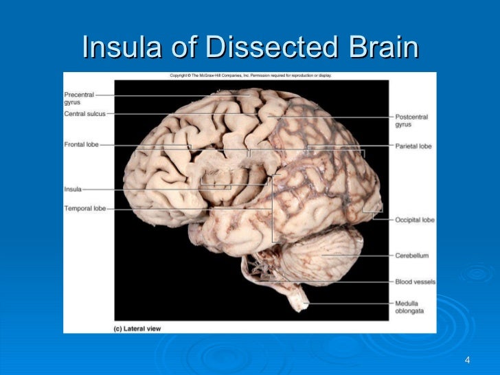 Brain Anatomy Insula