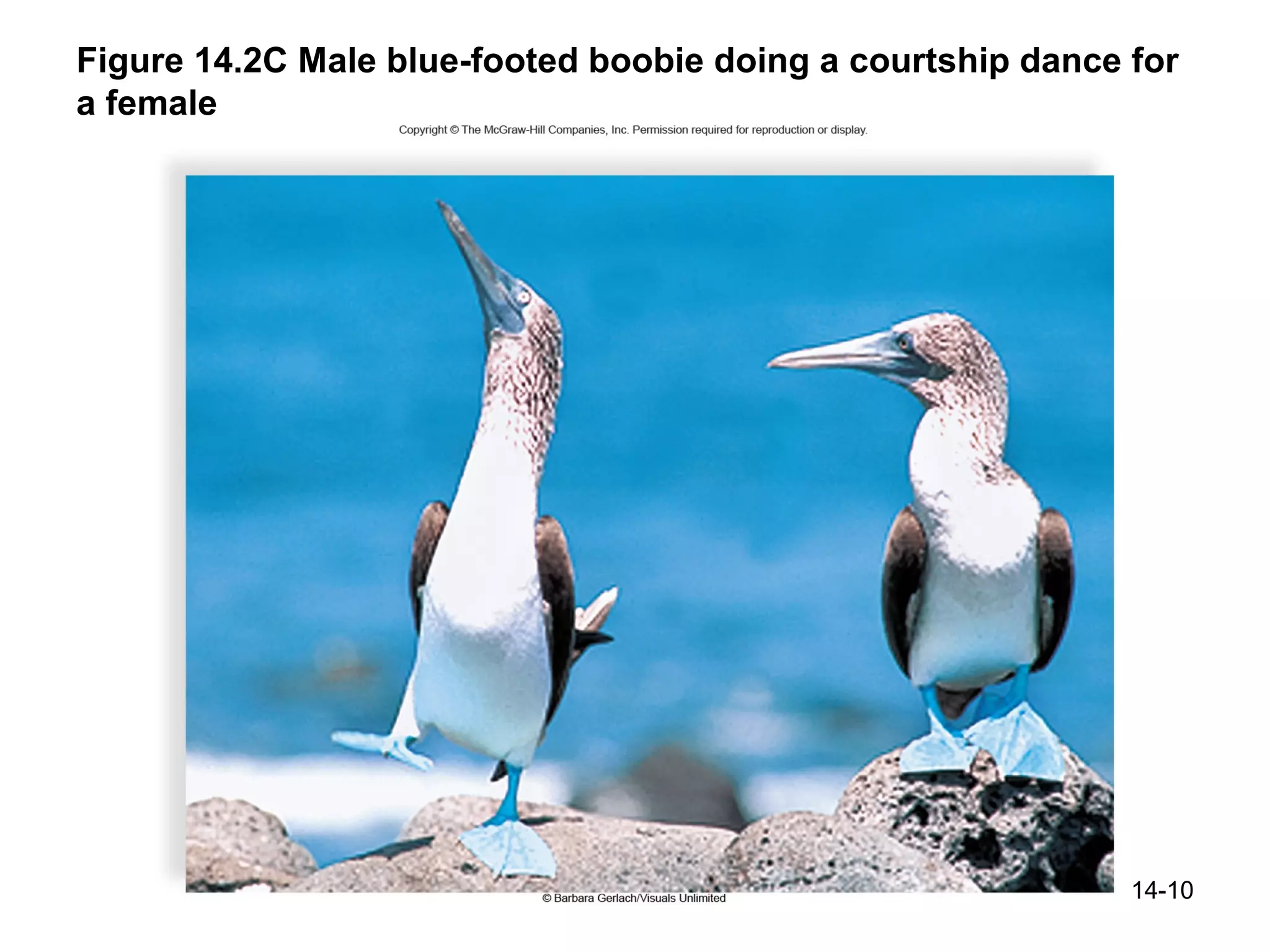 Bio 100 Chapter 14 | PPT