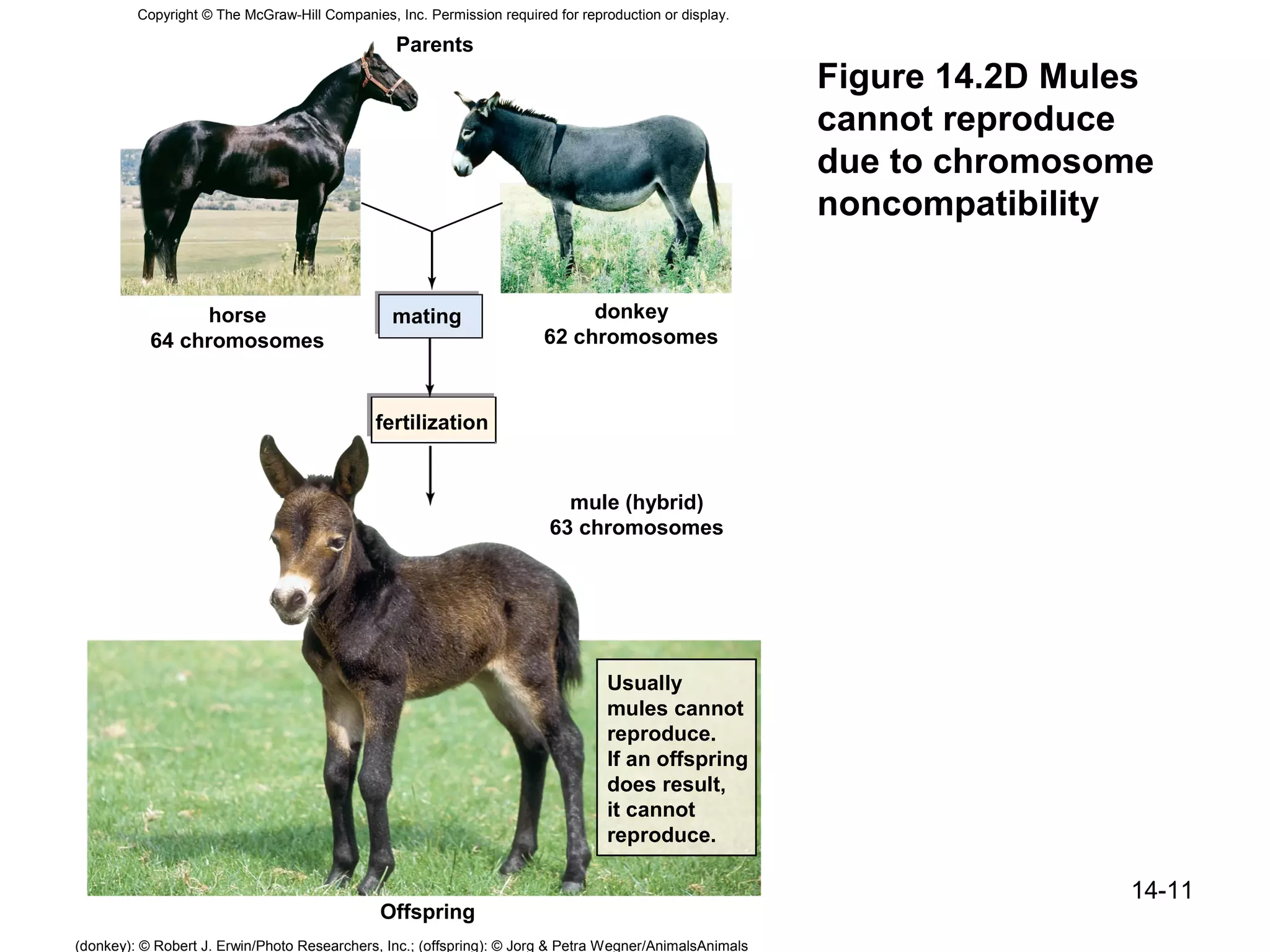 Bio 100 Chapter 14 | PPT