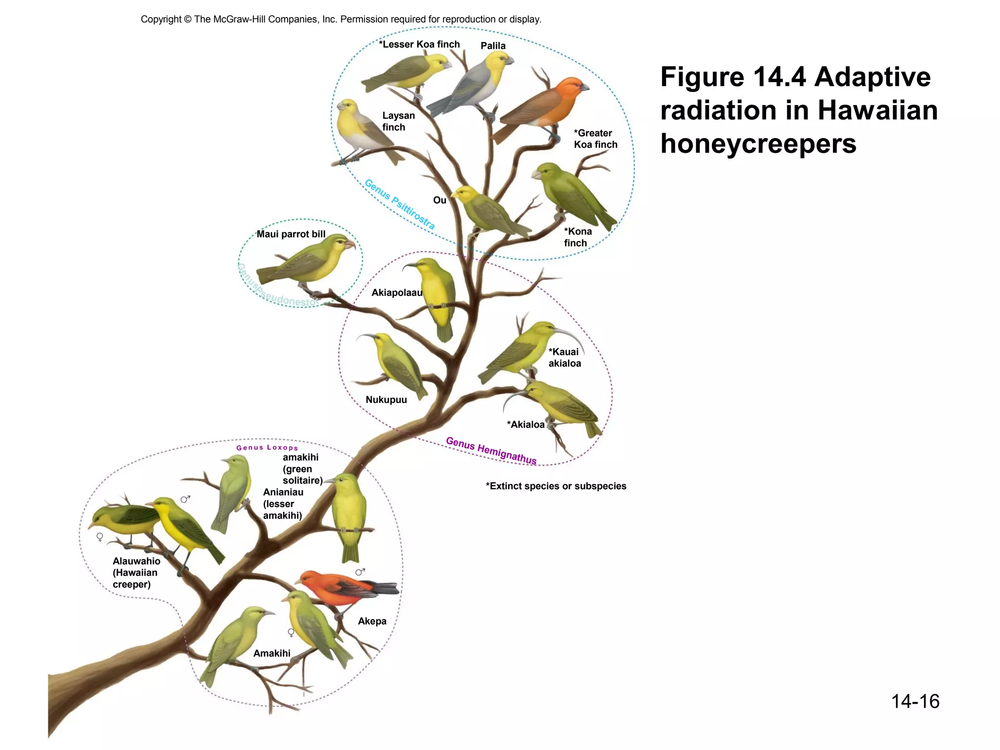 Bio 100 Chapter 14 | PPT