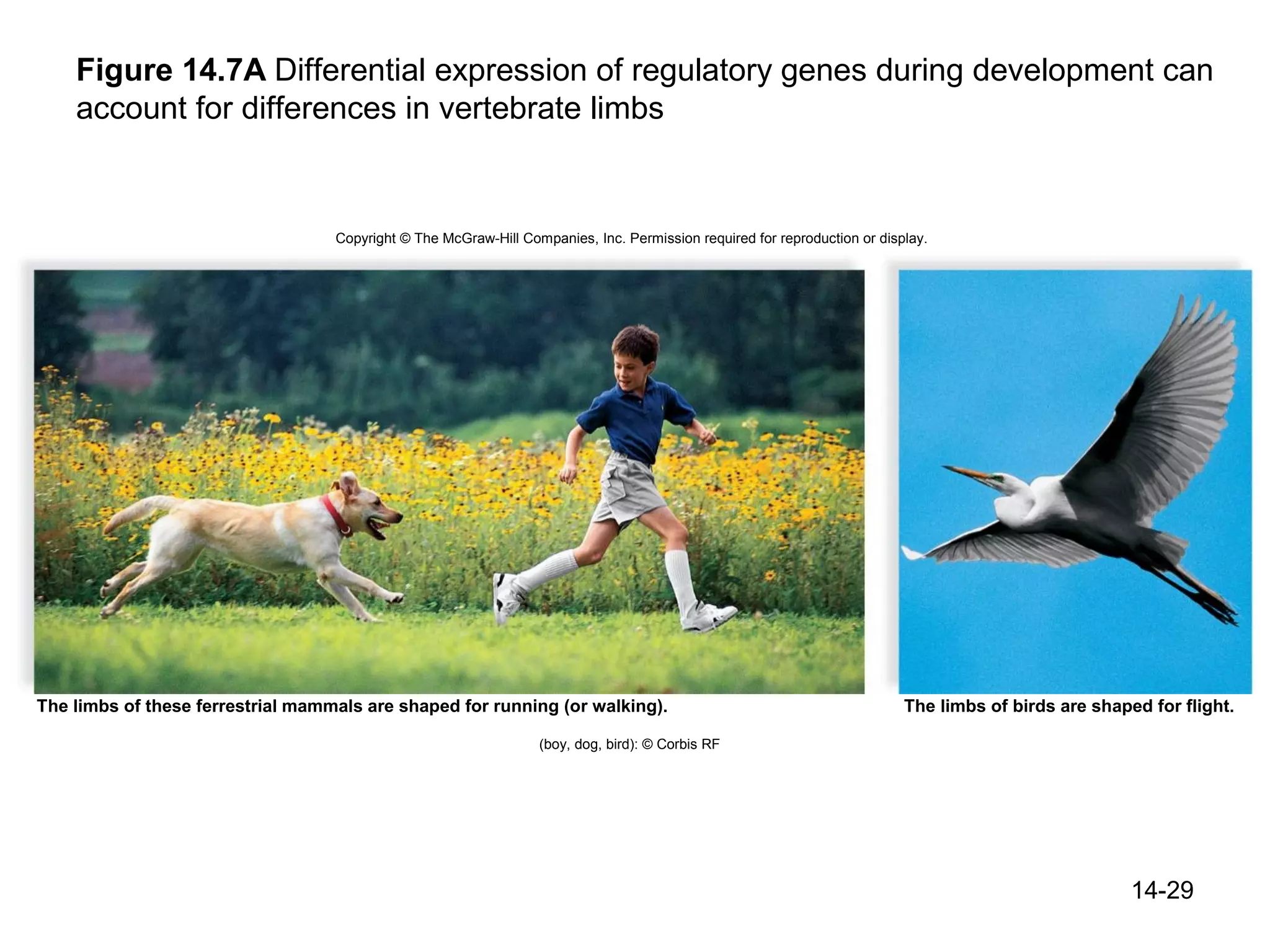 Bio 100 Chapter 14 | PPT