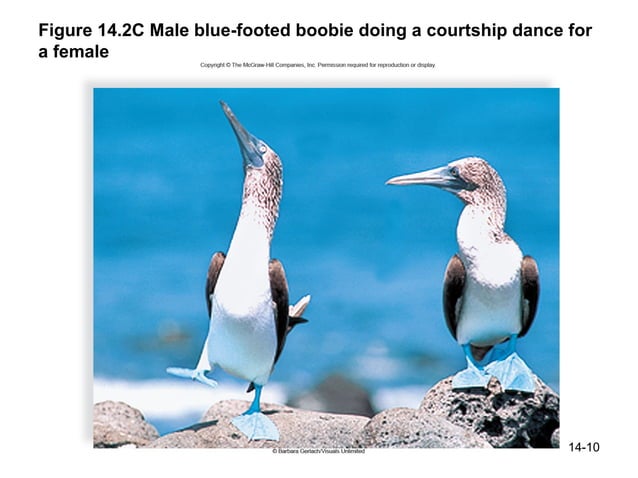 Bio 100 Chapter 14 | PPT