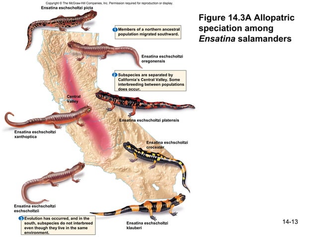 Bio 100 Chapter 14 | PPT