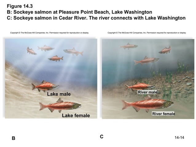 Bio 100 Chapter 14 | PPT