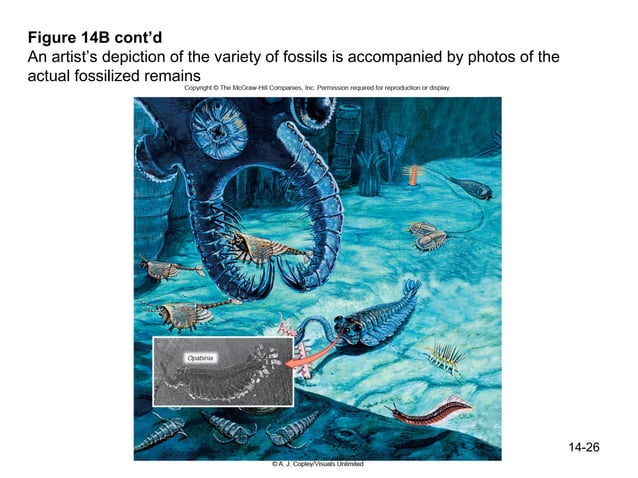 Bio 100 Chapter 14 | PPT