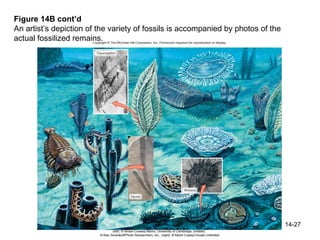 Bio 100 Chapter 14 | PPT