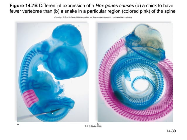 Bio 100 Chapter 14 | PPT