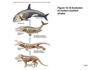 Bio 100 Chapter 14 | PPT