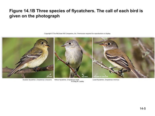 Bio 100 Chapter 14 | PPT