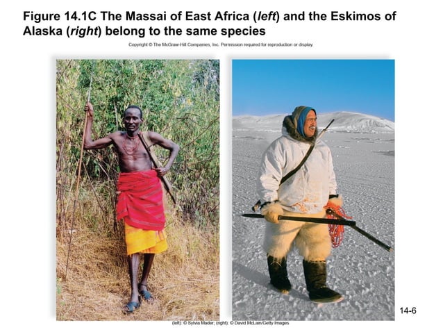 Bio 100 Chapter 14 | PPT