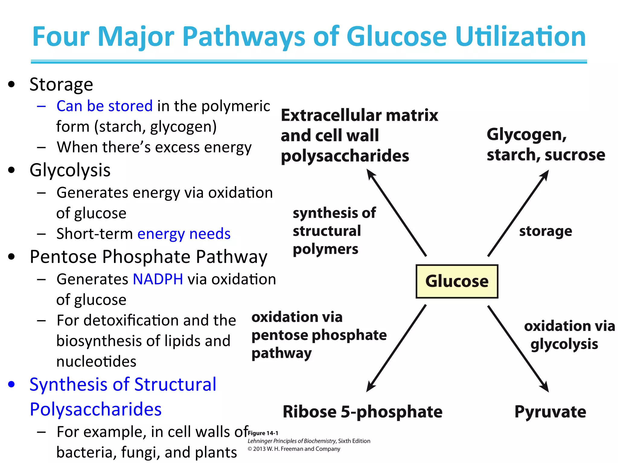 Chapter 14 - Glucose utilization and biosynthesis - Biochemistry | PDF