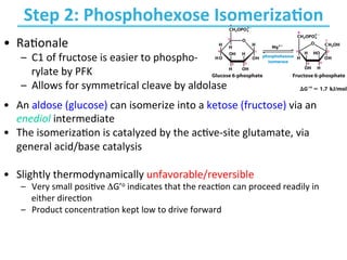 Chapter 14 - Glucose utilization and biosynthesis - Biochemistry | PDF