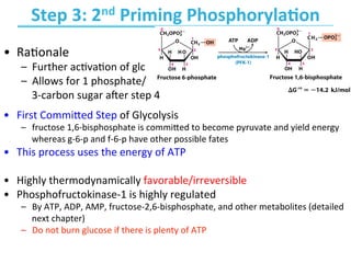 Chapter 14 - Glucose utilization and biosynthesis - Biochemistry | PDF