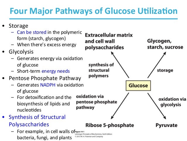 Chapter 14 - Glucose utilization and biosynthesis - Biochemistry