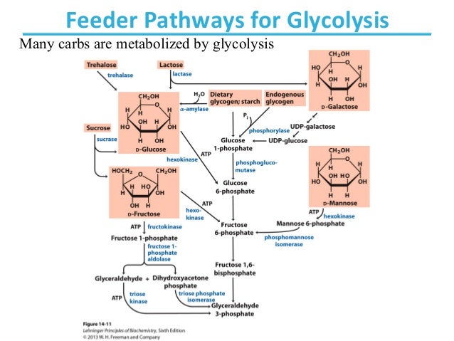 Chapter 14 - Glucose utilization and biosynthesis - Biochemistry