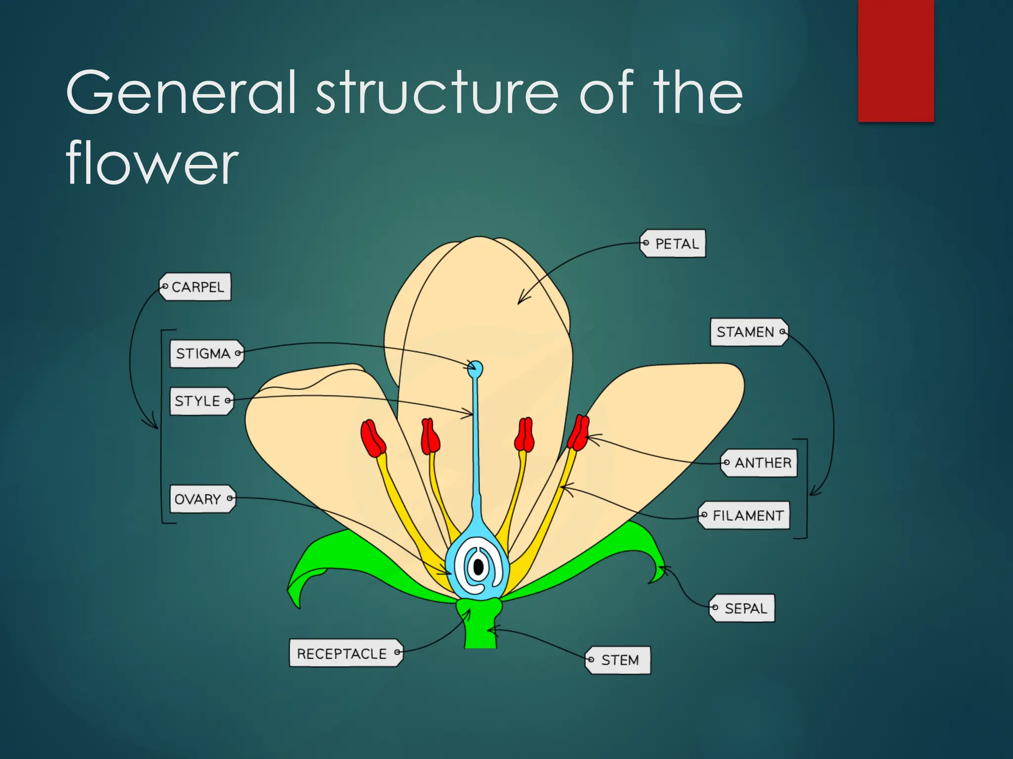 IGCSE Biology Chapter 14- Reproduction in Plants.pdf