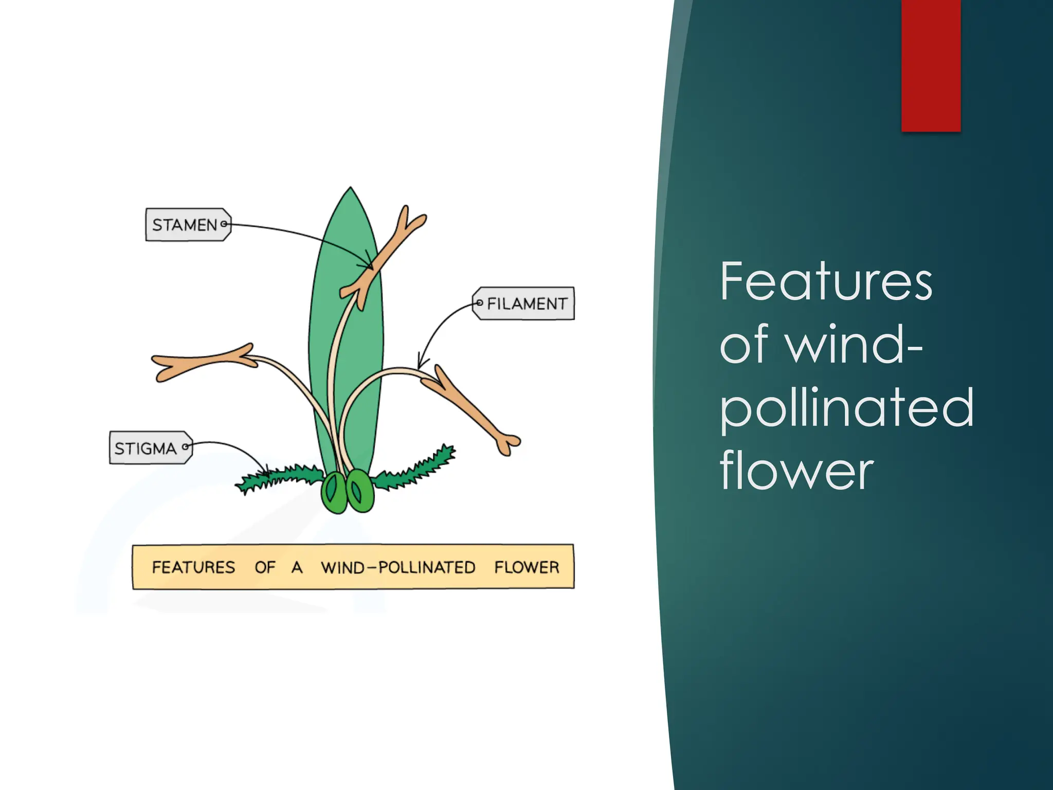 IGCSE Biology Chapter 14- Reproduction in Plants.pdf