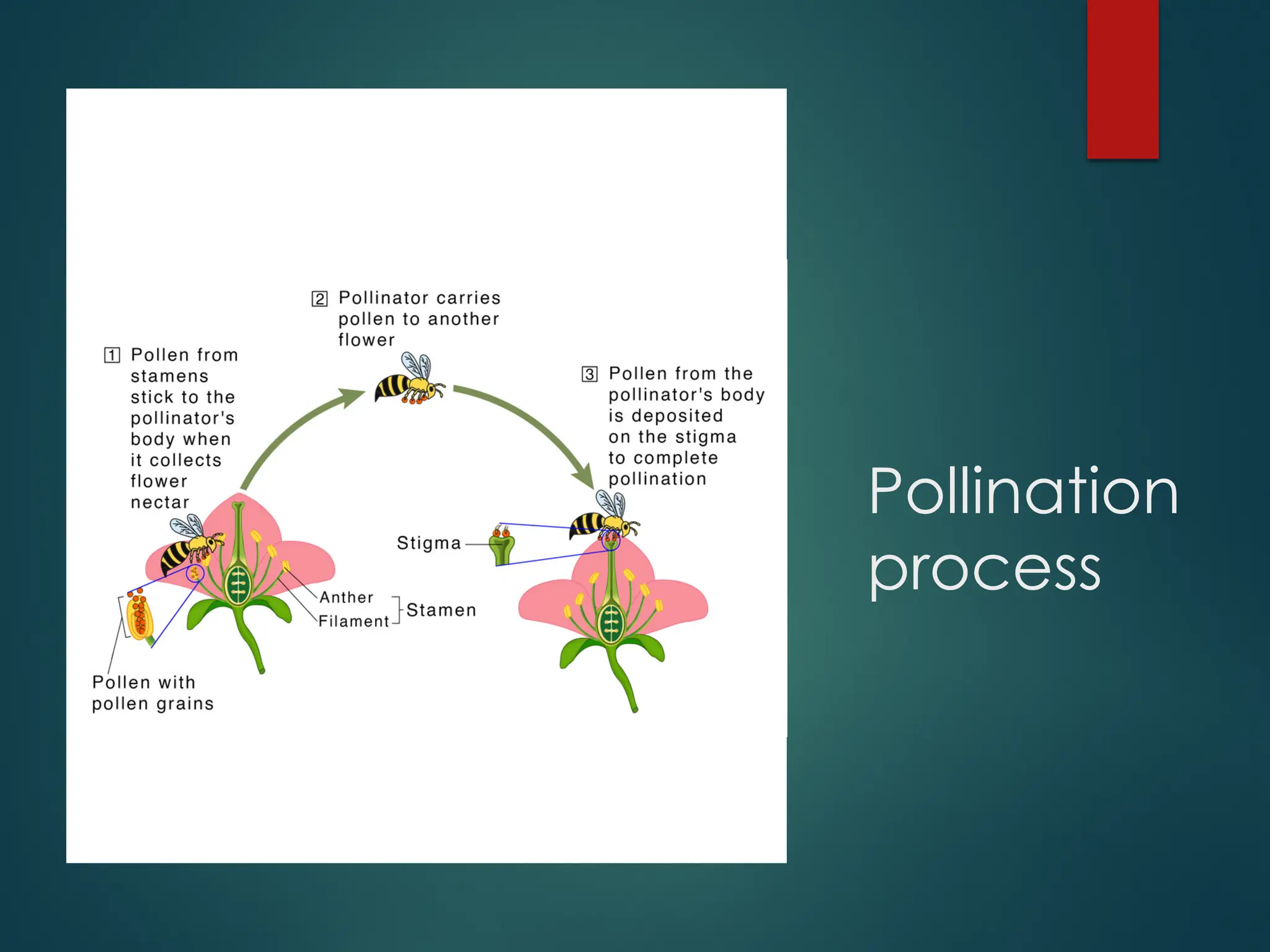 IGCSE Biology Chapter 14- Reproduction in Plants.pdf