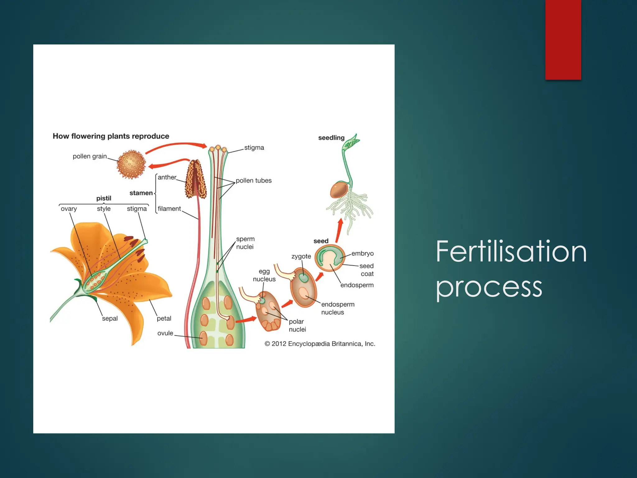 IGCSE Biology Chapter 14- Reproduction in Plants.pdf