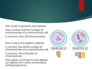 IGCSE Biology Chapter 14- Reproduction in Plants.pdf