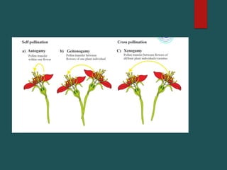 IGCSE Biology Chapter 14- Reproduction in Plants.pdf