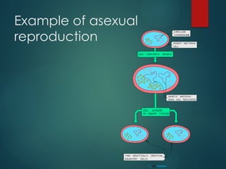 IGCSE Biology Chapter 14- Reproduction in Plants.pdf