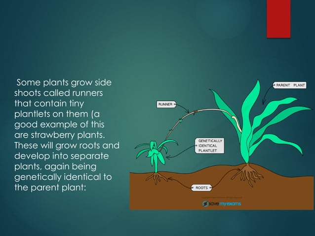IGCSE Biology Chapter 14- Reproduction in Plants.pdf