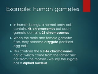 IGCSE Biology Chapter 14- Reproduction in Plants.pdf