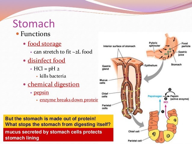 Chapter 14 - The Digestive System