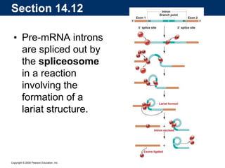 Chapter 14 - The Genetic Code and Transcription Klug.ppt