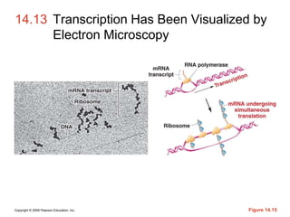 Chapter 14 - The Genetic Code and Transcription Klug.ppt
