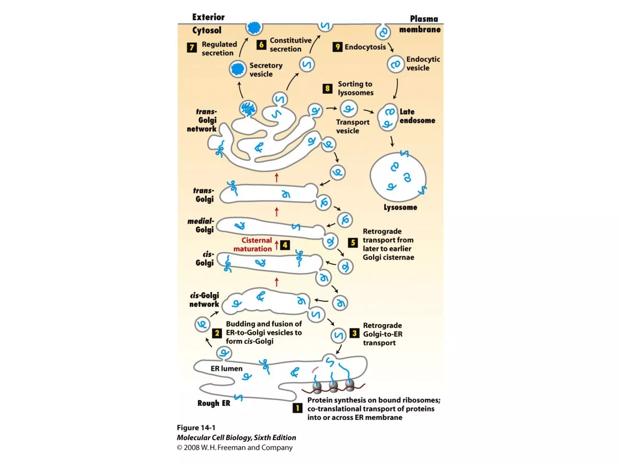 Molecular Cell Biology Lodish 6th.ppt - Chapter 14 vesicular traffic ...