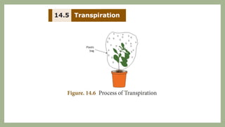 X std Chapter 14a - Transportation in plants | PPSX