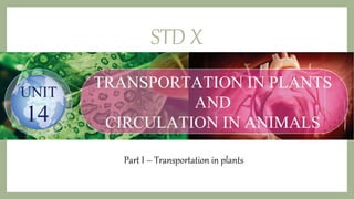 X std Chapter 14a - Transportation in plants | PPSX