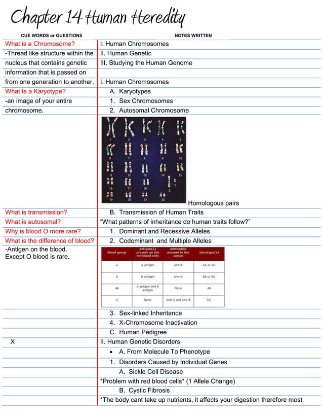 Chapter 14 cornell notes | DOCX