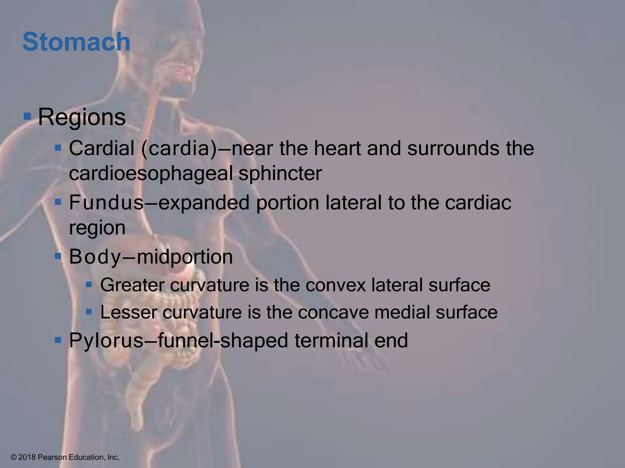 CHAPTER 14 Digestive System.pptxsdfwgewg | PPTX