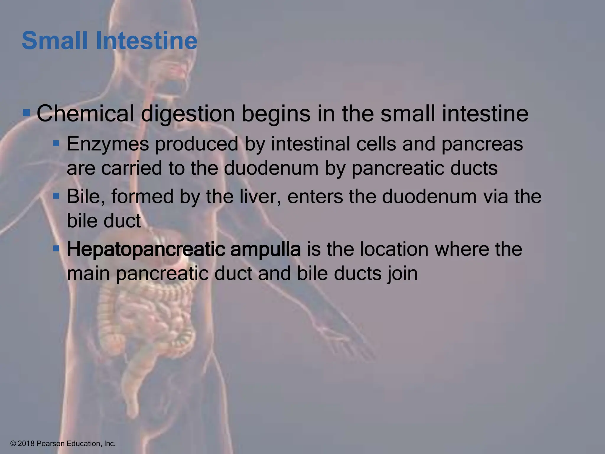 CHAPTER 14 Digestive System.pptxsdfwgewg | PPTX