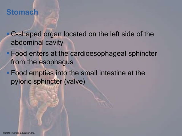 CHAPTER 14 Digestive System.pptxsdfwgewg | PPTX | Digestive Disorders ...