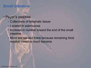 CHAPTER 14 Digestive System.pptxsdfwgewg | PPTX