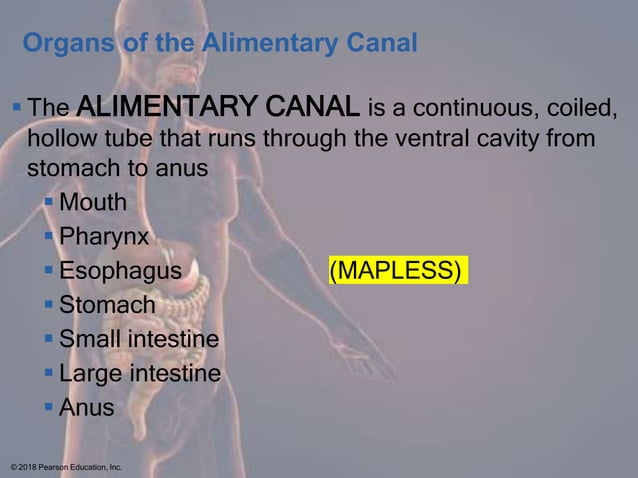 CHAPTER 14 Digestive System.pptxsdfwgewg | PPTX | Digestive Disorders ...