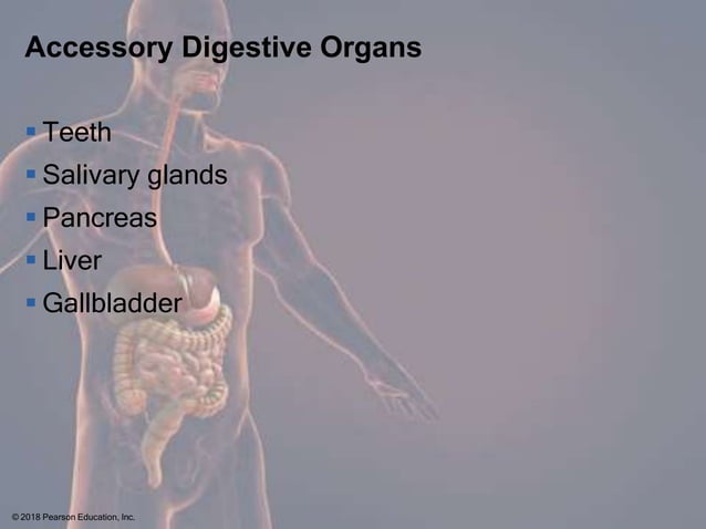 CHAPTER 14 Digestive System.pptxsdfwgewg | PPTX | Digestive Disorders ...