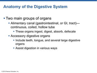 Anatomy and Physiology CHAPTER 14 Digestive System.pdf