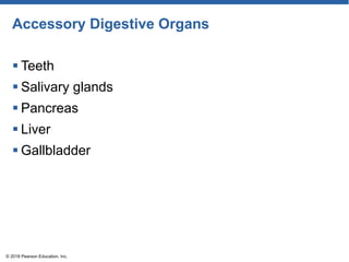 Anatomy and Physiology CHAPTER 14 Digestive System.pdf