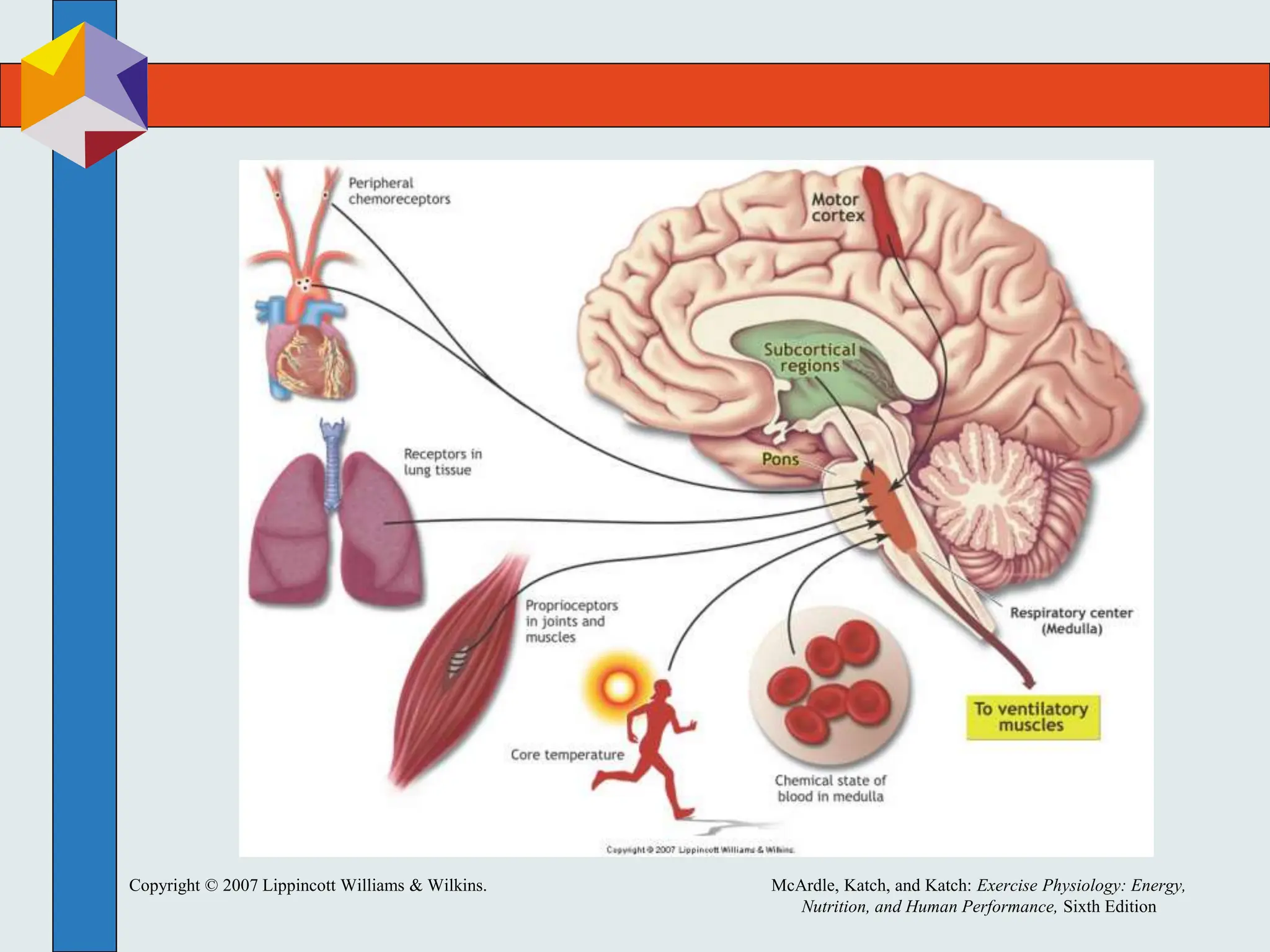 Chapter14 Dynamics of Pulmonary Ventilation (2).ppt