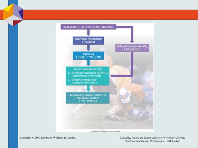 Chapter14 Dynamics of Pulmonary Ventilation (2).ppt