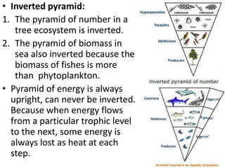 Chapter 14 ecosystem by mohanbio | PPTX