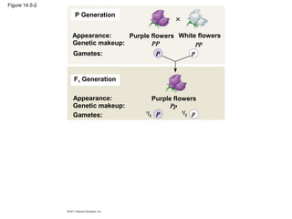 Chapter 14 mendel | PPT