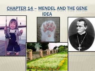 Chapter 14 Mendel and the gene idea.pptx