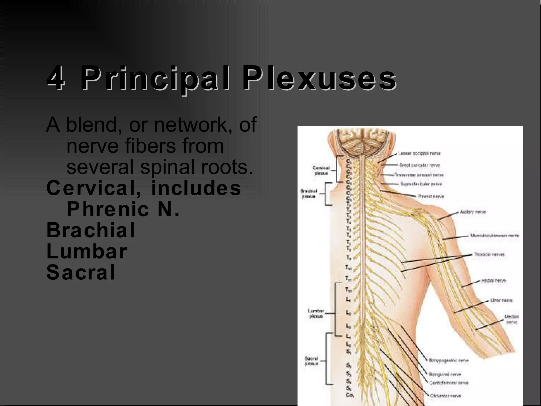 Chapter14 peripheralns marieb | PPT